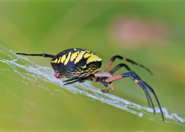 Argiope aurantia | The Arboretum