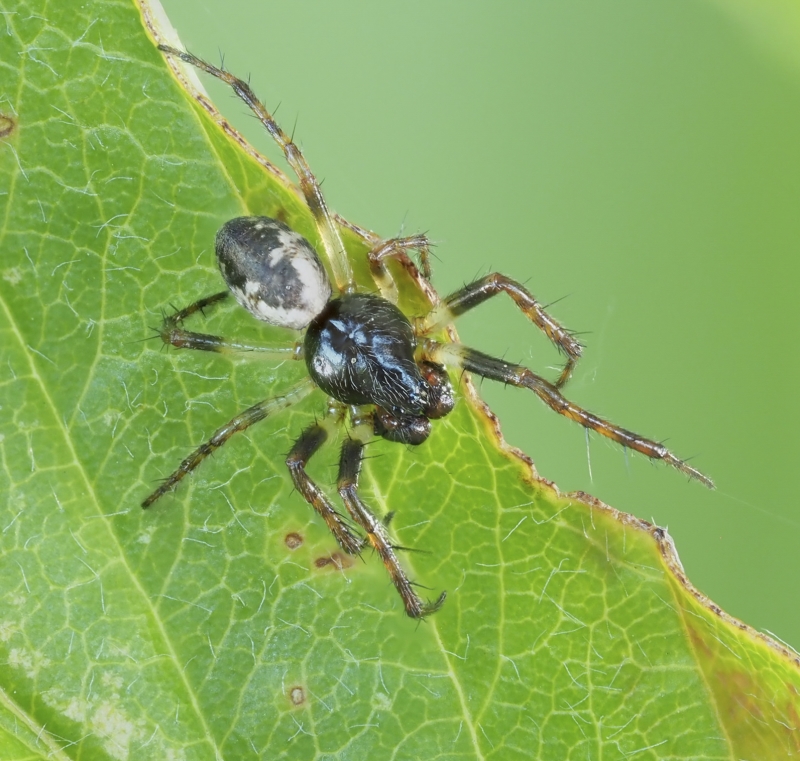Cyclosa conica (Conical Trashline Orbweaver) | The Arboretum