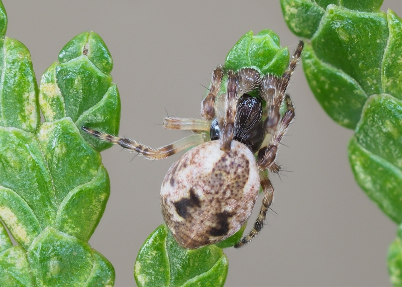 Cyclosa conica (Conical Trashline Orbweaver) | The Arboretum