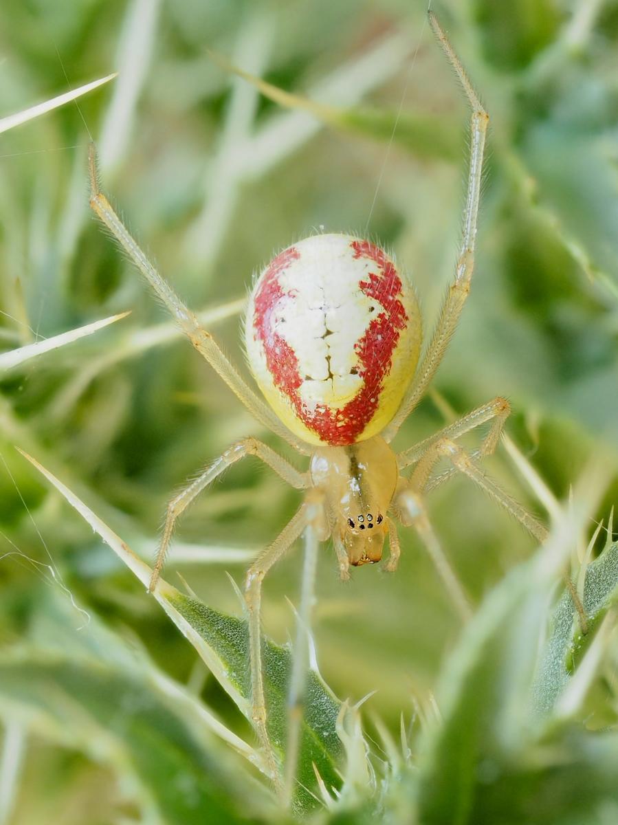 Enoplognatha ovata (Candy Stripe Spider) | The Arboretum