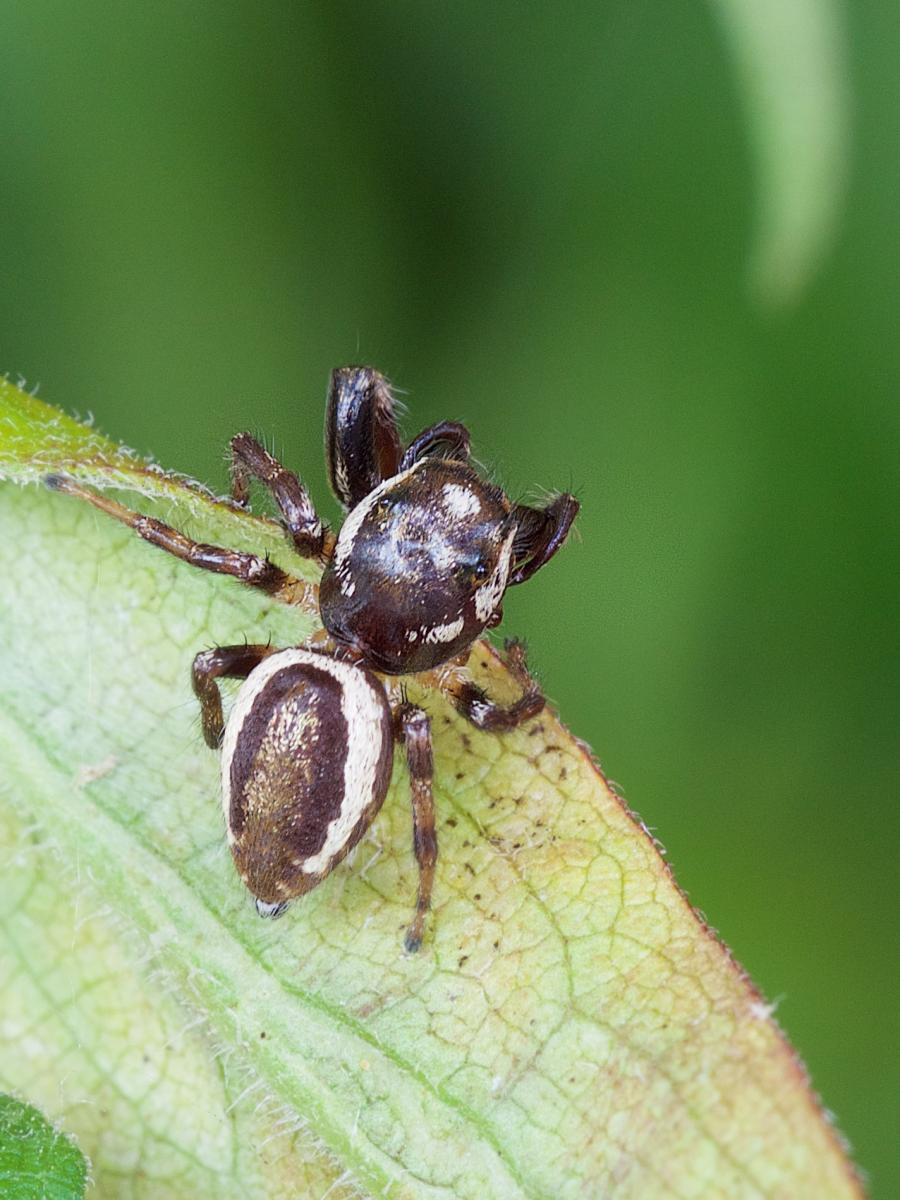 Eris militaris | The Arboretum