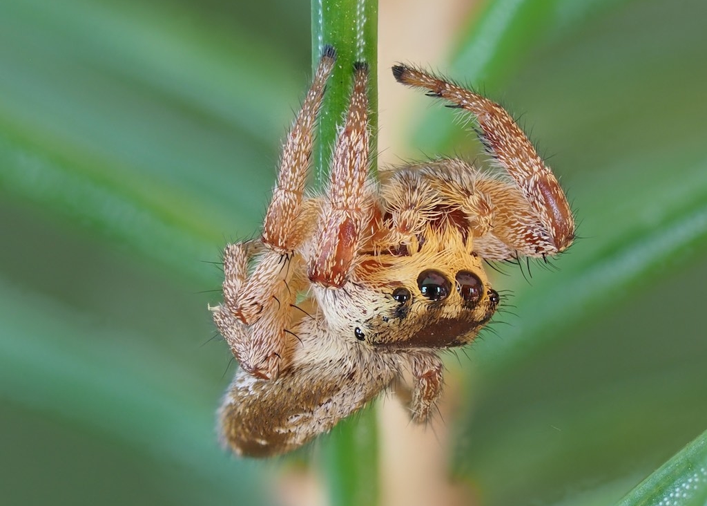 Salticidae (Jumping Spiders) | The Arboretum