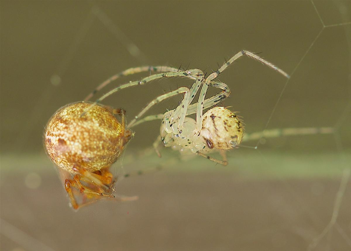 Mimetidae (Pirate Spiders) | The Arboretum