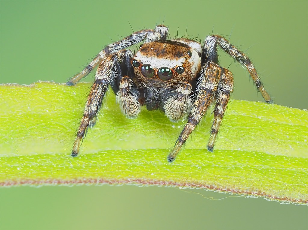 Arboretum Spiders | The Arboretum