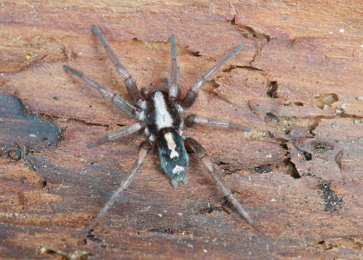 Herpyllus ecclesiasticus (Parson Spider) | The Arboretum