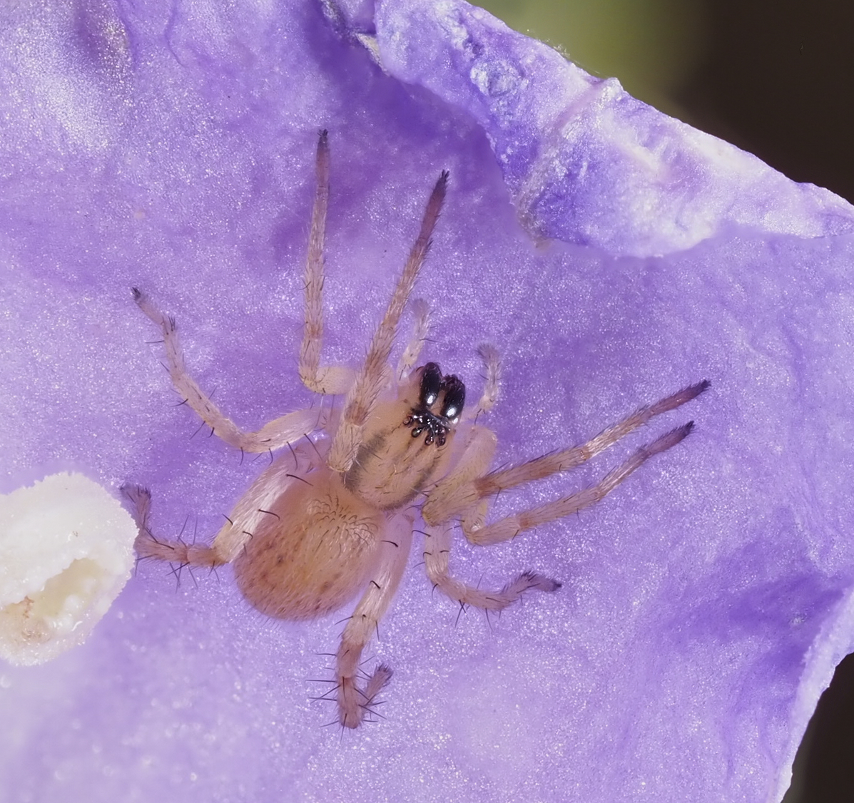 Hibana gracilis (Garden Ghost Spider) | The Arboretum