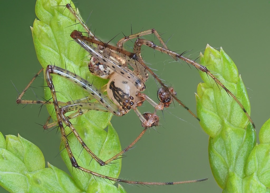 Mimetidae (Pirate Spiders) | The Arboretum