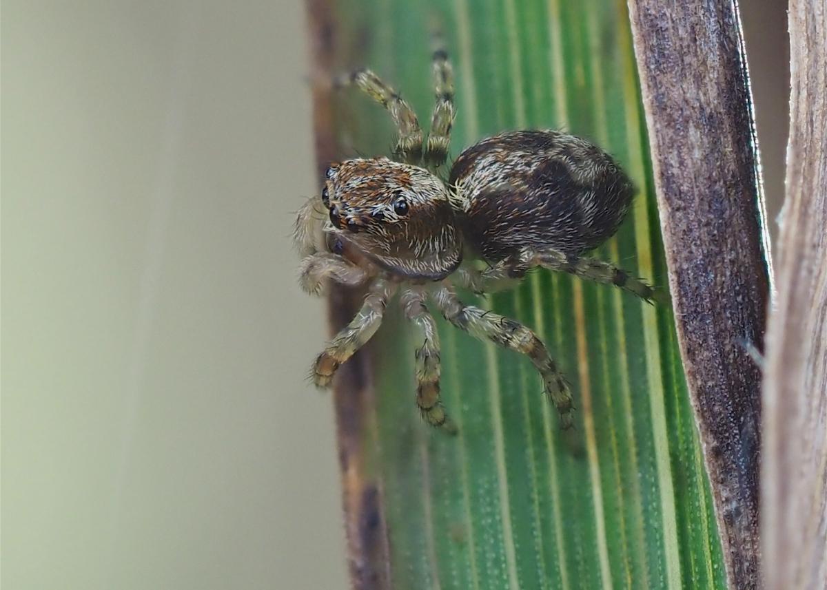 Salticidae (Jumping Spiders) | The Arboretum