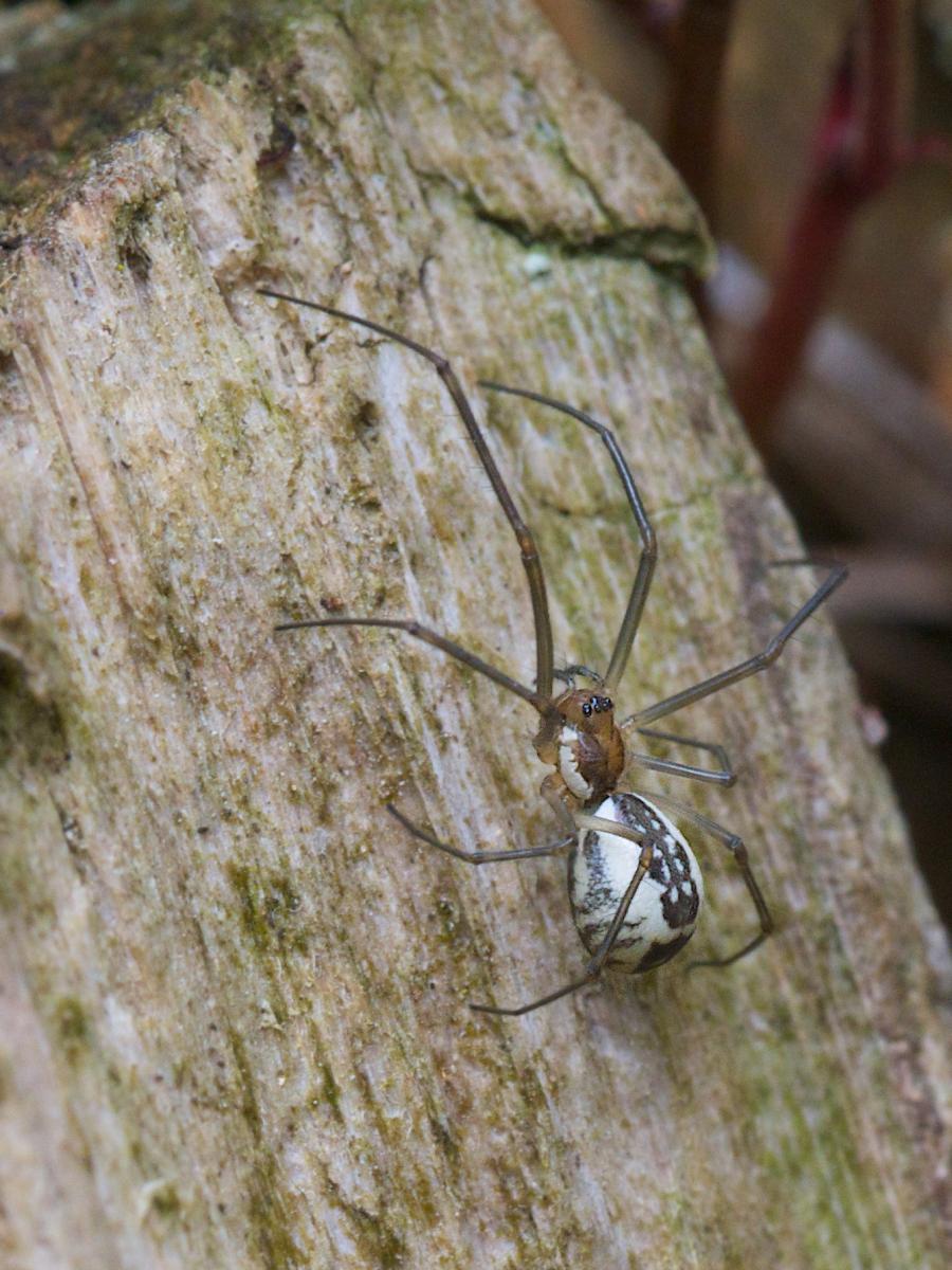 Neriene radiata (Filmy Dome Spider) | The Arboretum