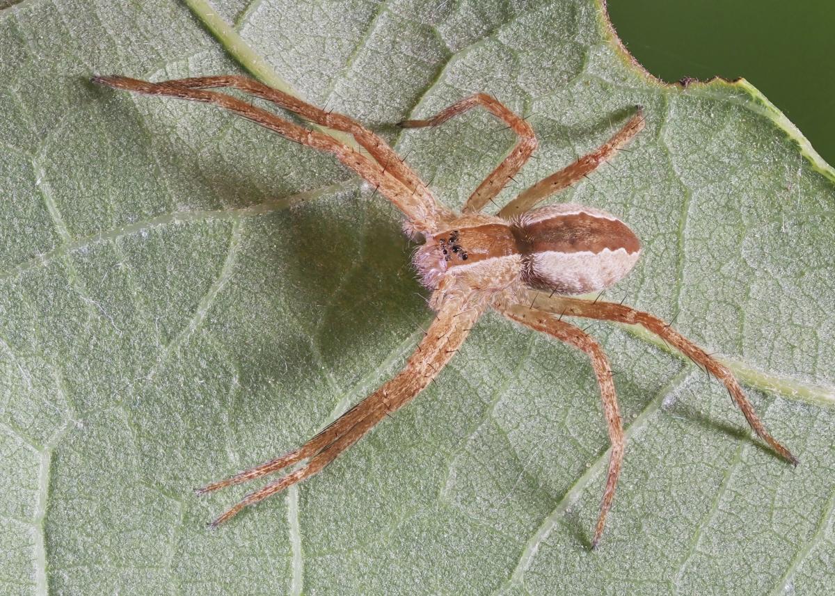 Pisauridae (Nurery web & Fishing Spiders) | The Arboretum