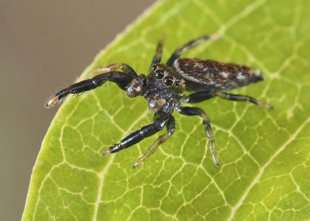 Salticidae (Jumping Spiders) | The Arboretum