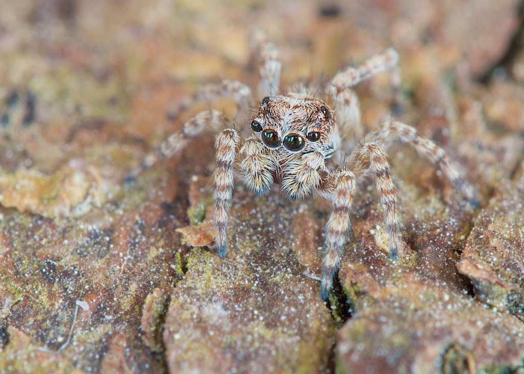 Salticidae (Jumping Spiders) | The Arboretum