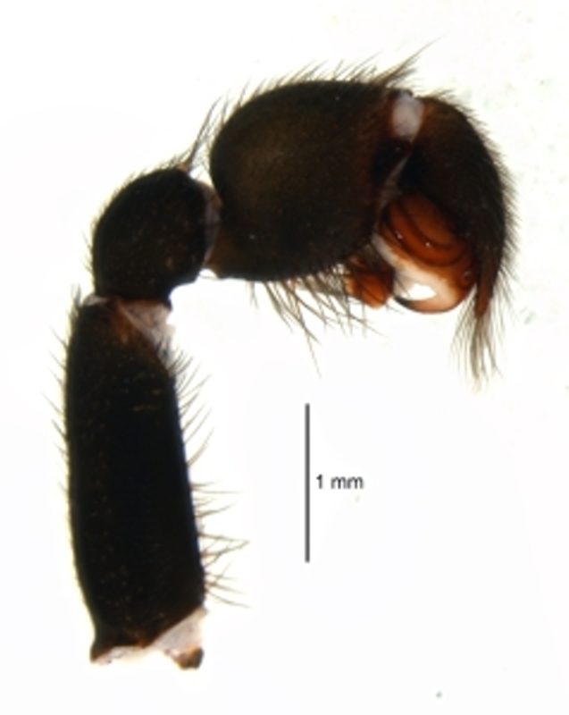Sphodros niger | The Arboretum