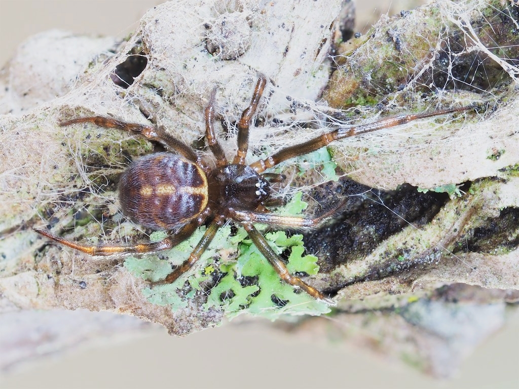 Steatoda borealis (Northern Cobweb Weaver) | The Arboretum