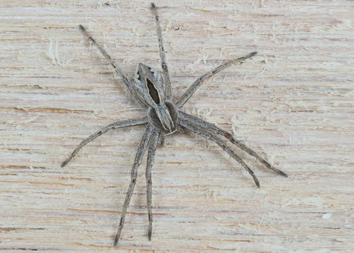 Thanatus formicinus | The Arboretum