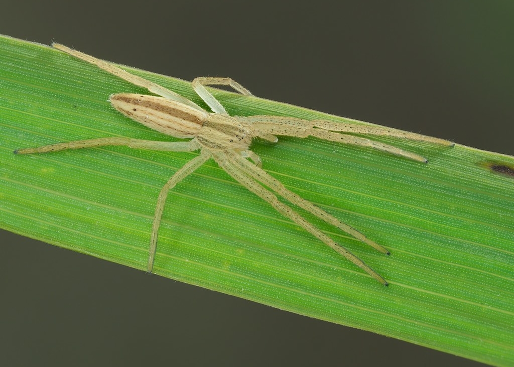 Tibellus maritimus | The Arboretum