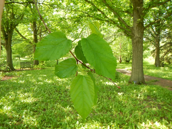 Red Mulberry - Morus rubra | The Arboretum